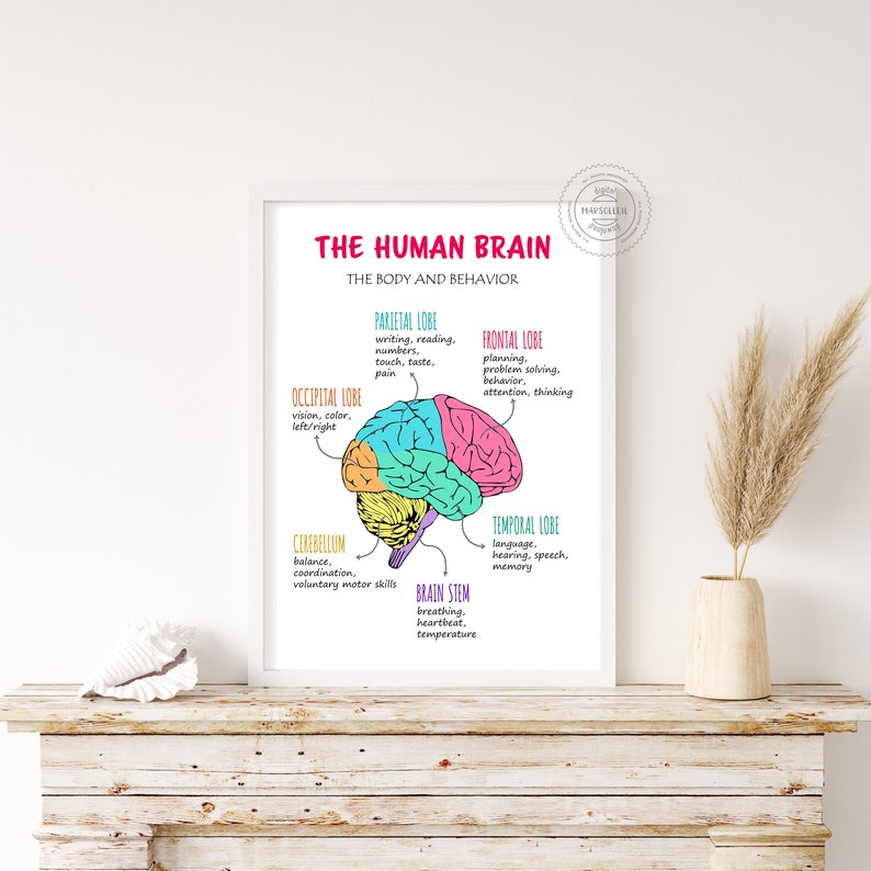 Brain Poster Brain Lobes Functions Therapy Office Decor the - Etsy