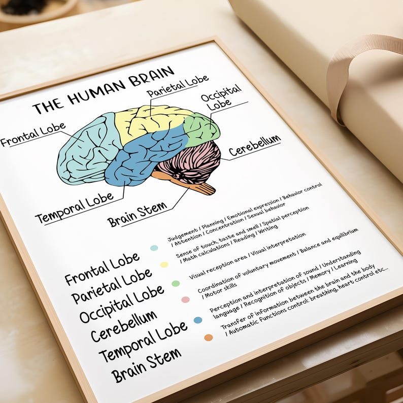 The Human Brain, Mental Health Brain Wall Art, Brain and Behavior ...