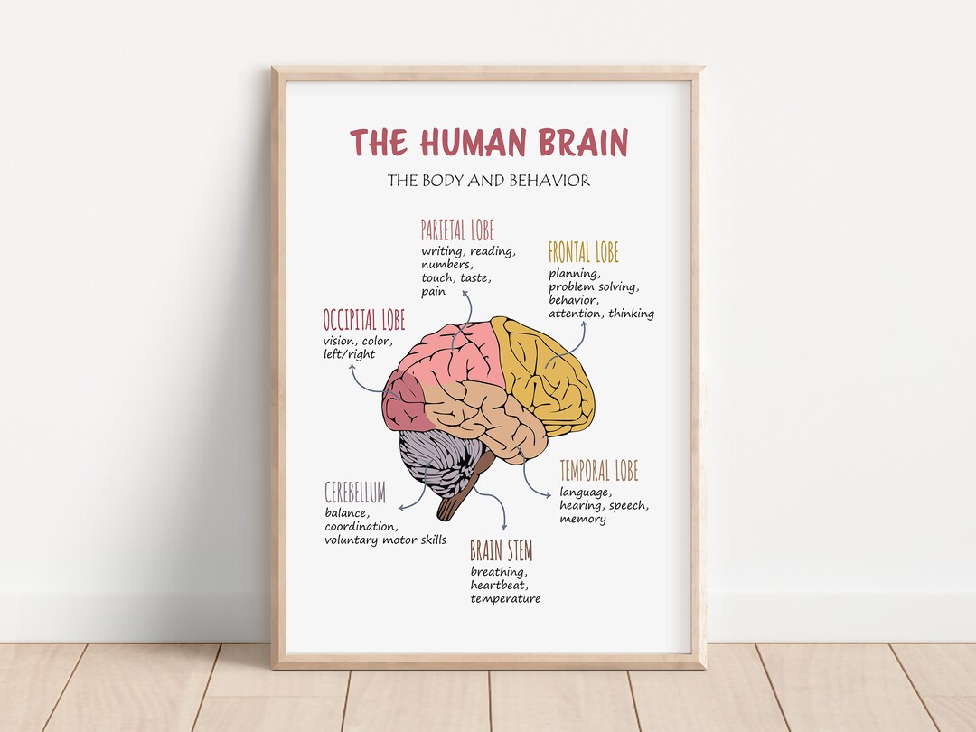 The Human Brain Poster, Therapy Office Decor, Brain Anatomy, Brain ...