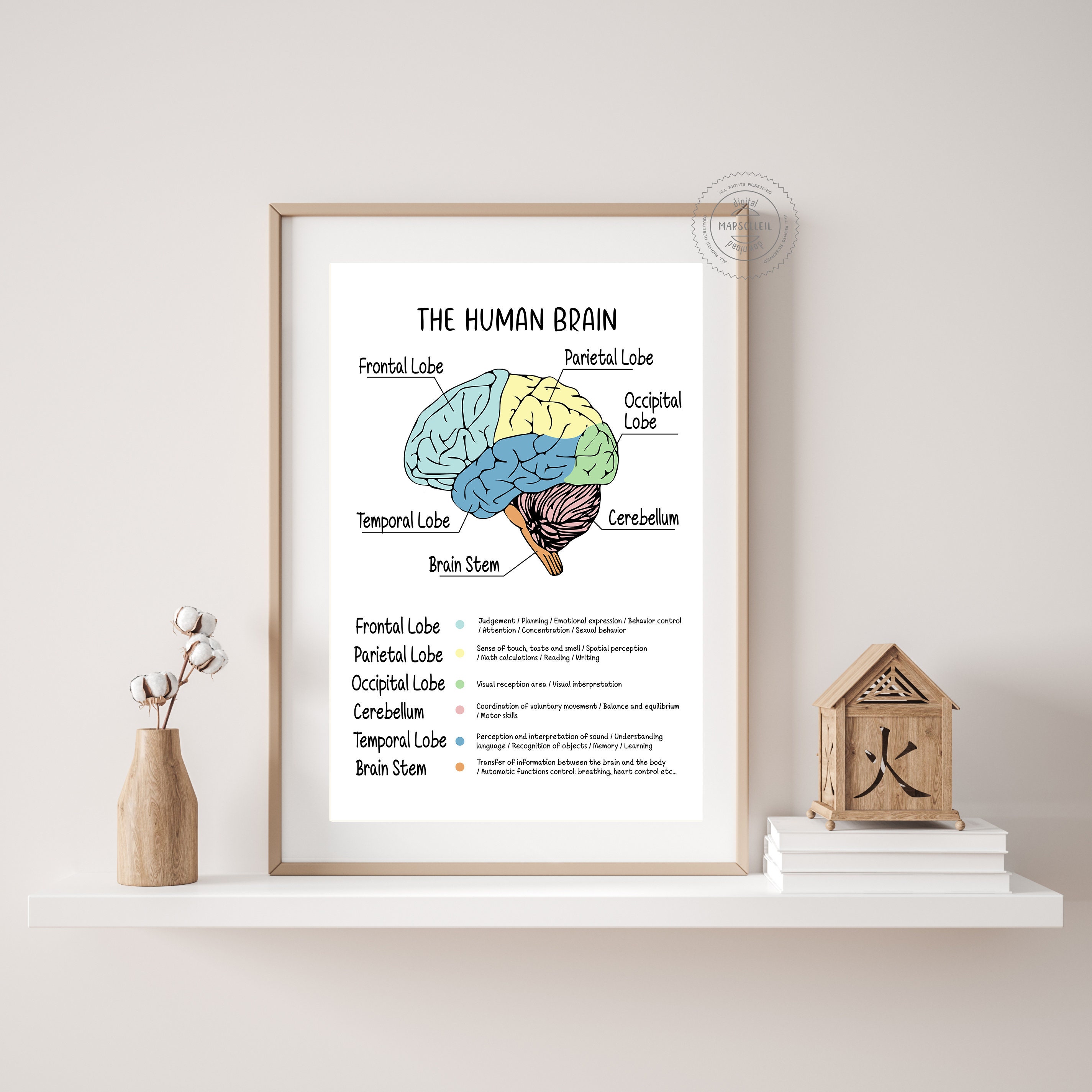 The Human Brain Poster Brain and Behavior Anatomy & | Etsy
