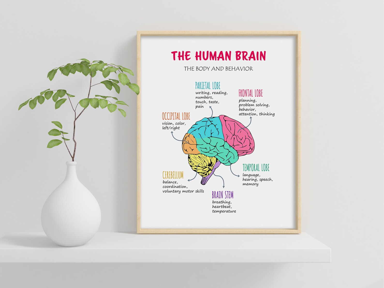 Brain Poster Brain Lobes Functions Therapy Office Decor the - Etsy