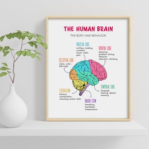 Brain Poster, Brain Lobes Functions, Therapy Office Decor, the Human ...