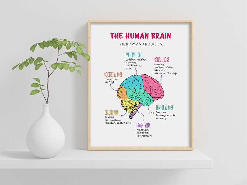 Brain Poster, Brain Lobes Functions, Therapy Office Decor, the Human ...