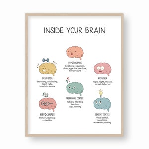 Brain Functions, the Human Brain Poster, Brain Model, Therapy Office ...