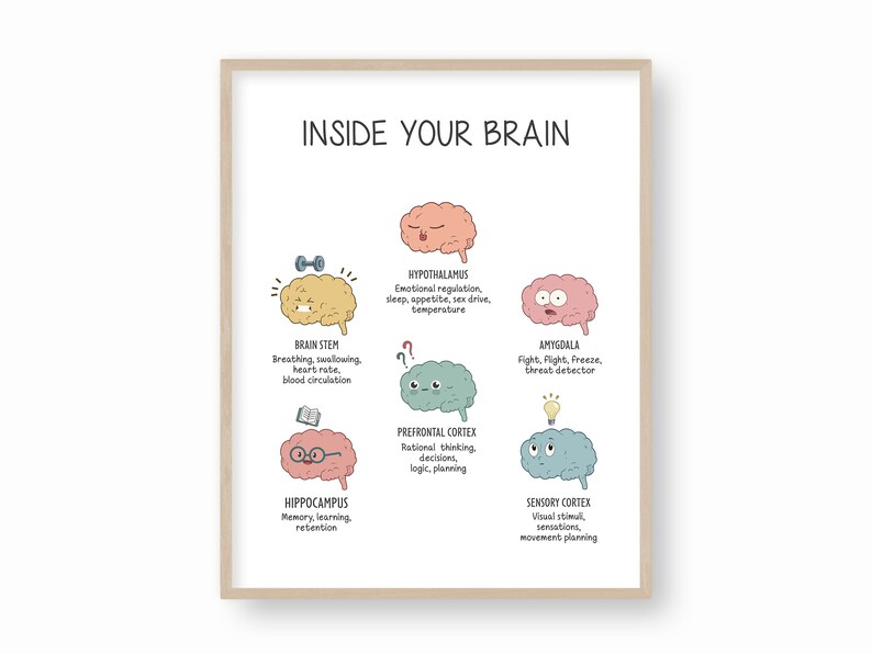 Brain Functions, the Human Brain Poster, Brain Model, Therapy Office ...