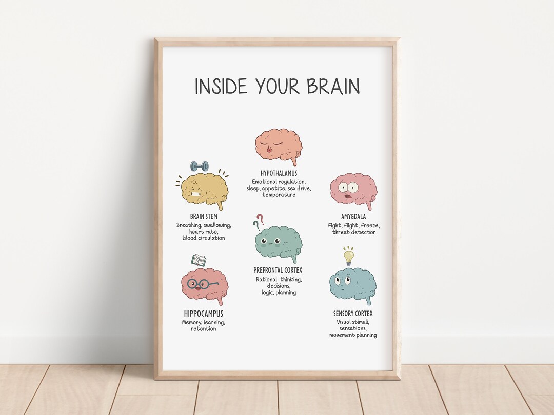 Brain Functions, the Human Brain Poster, Brain Model, Therapy Office ...