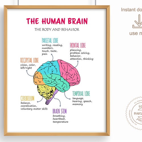 Brain Poster Brain Lobes Functions Therapy Office Decor the - Etsy