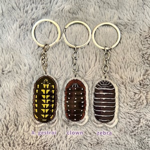 Isopod Artwork Acrylic Keychains Acrylic Cubaris Porcellio 20 Species ...