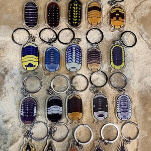 Isopod Artwork Acrylic Keychains Acrylic Cubaris Porcellio 20 Species ...