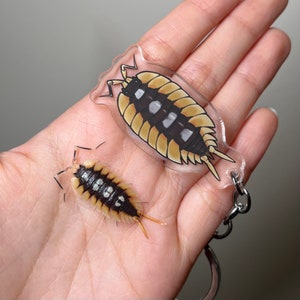 Isopod Artwork Acrylic Keychains Acrylic Cubaris Porcellio 20 Species ...