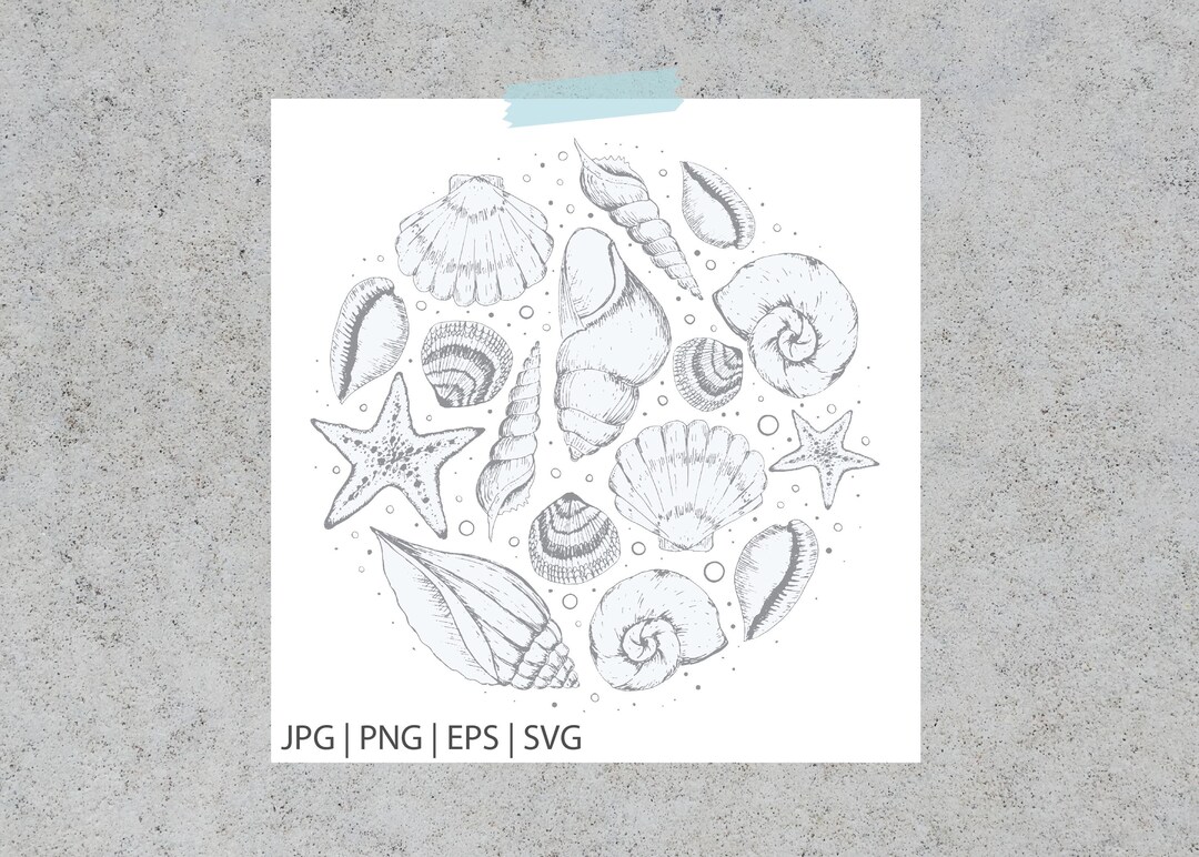 Seashells SVG JPG PNG Vector Clipart. Hand Drawn - Etsy