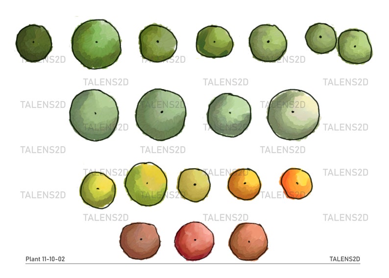 Landscape Architecture Plants: Hand-painted Top View Symbols (PNG Files ...