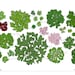 Plant Top View, 2D Landscape Clipart in PNG - Etsy
