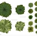 Landscape Architecture Plants: Hand-painted Top View Symbols (PNG Files ...