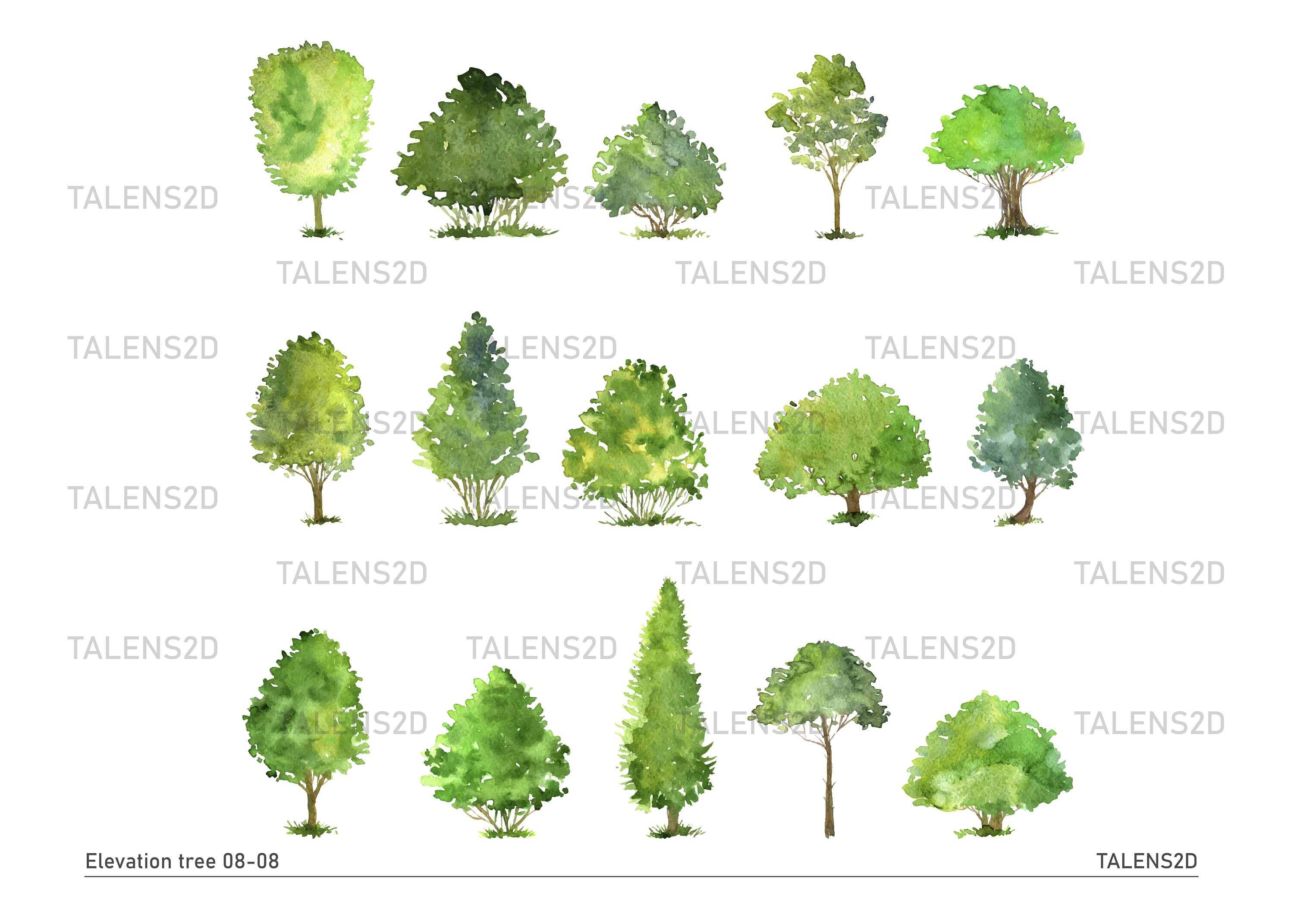 Watercolor Trees Clipart Painted Tree Clipart PNG Graphics Instant ...