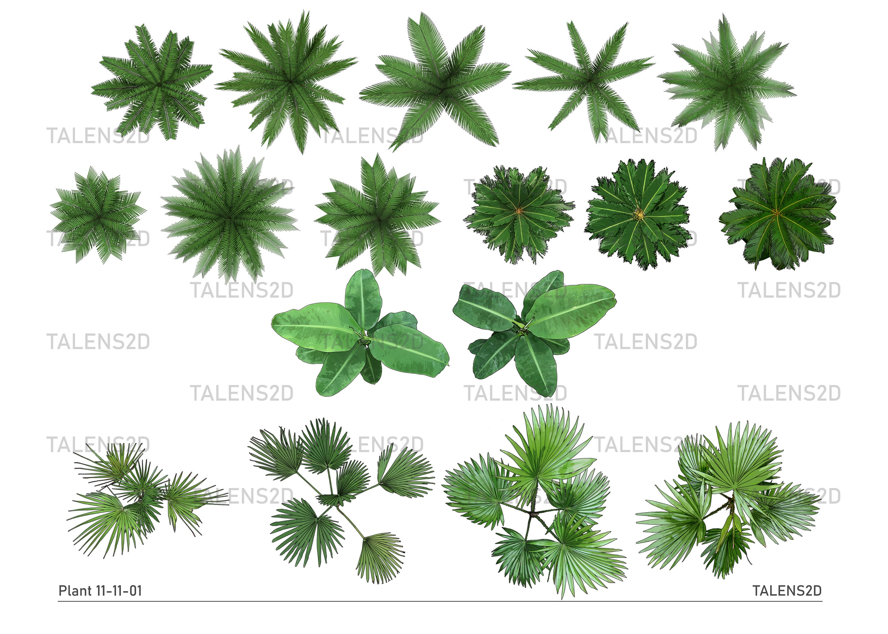 Plant Top View, Landscape Plants, Hand Painted Plant Top Symbols for ...