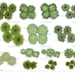 Landscape Architecture Plants: Hand-painted Top View Symbols (PNG Files ...
