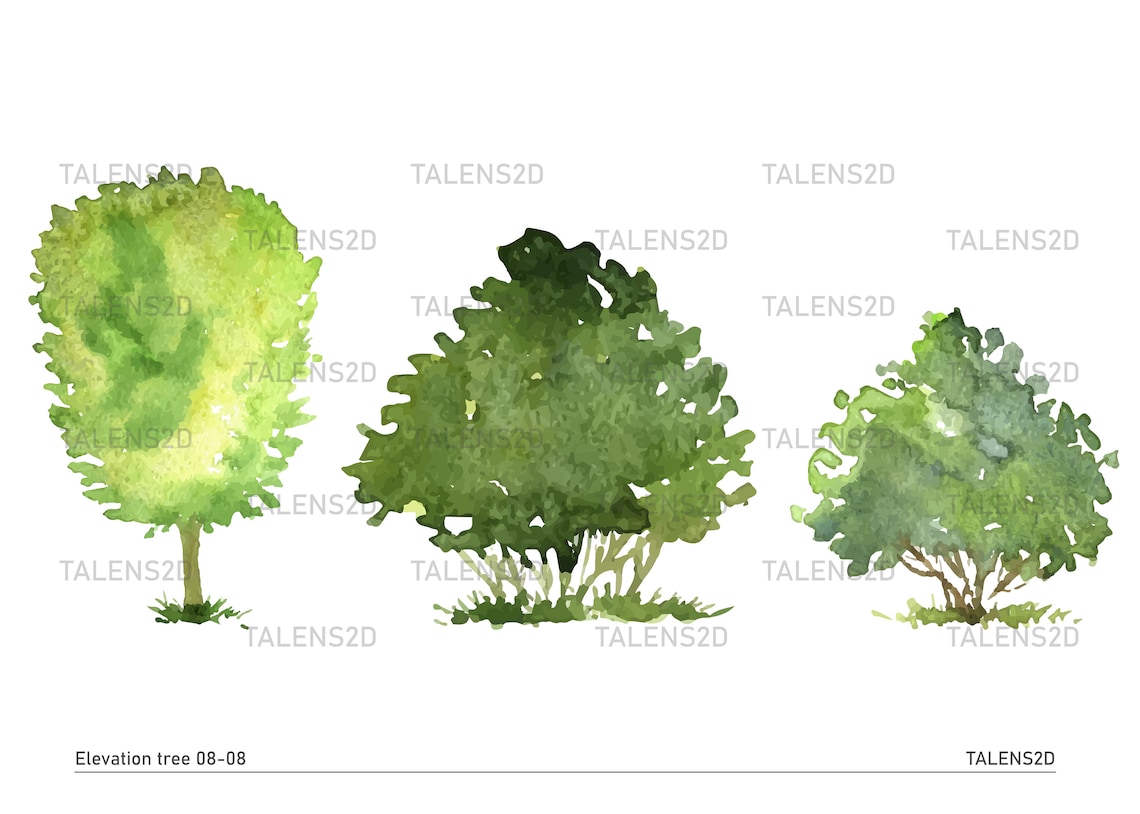 Watercolor Trees Clipart Painted Tree Clipart PNG Graphics Instant ...
