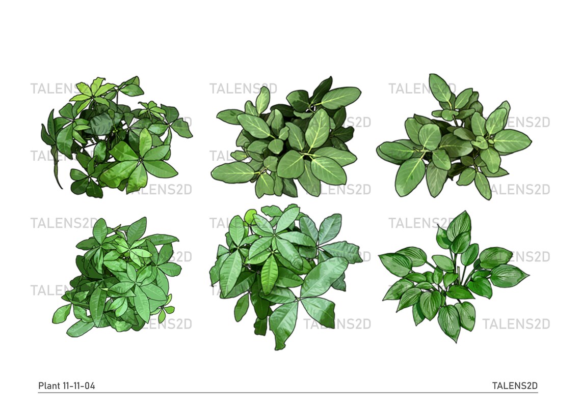 Plant Top View, Landscape Plants, Hand Painted Plant Top Symbols for ...