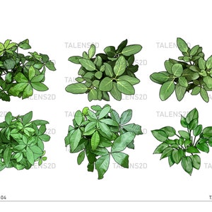 Plant Top View, Landscape Plants, Hand Painted Plant Top Symbols for ...