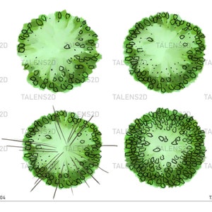 Tree Top View, 2D Landscape Clipart in PNG - Etsy