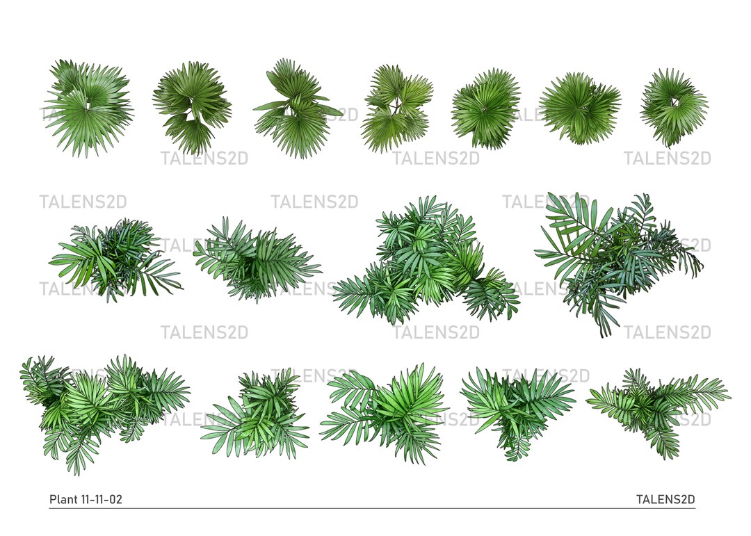 Plant Top View, Landscape Plants, Hand Painted Plant Top Symbols for ...