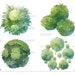 Tree Top View, 2D Landscape Clipart in PNG - Etsy