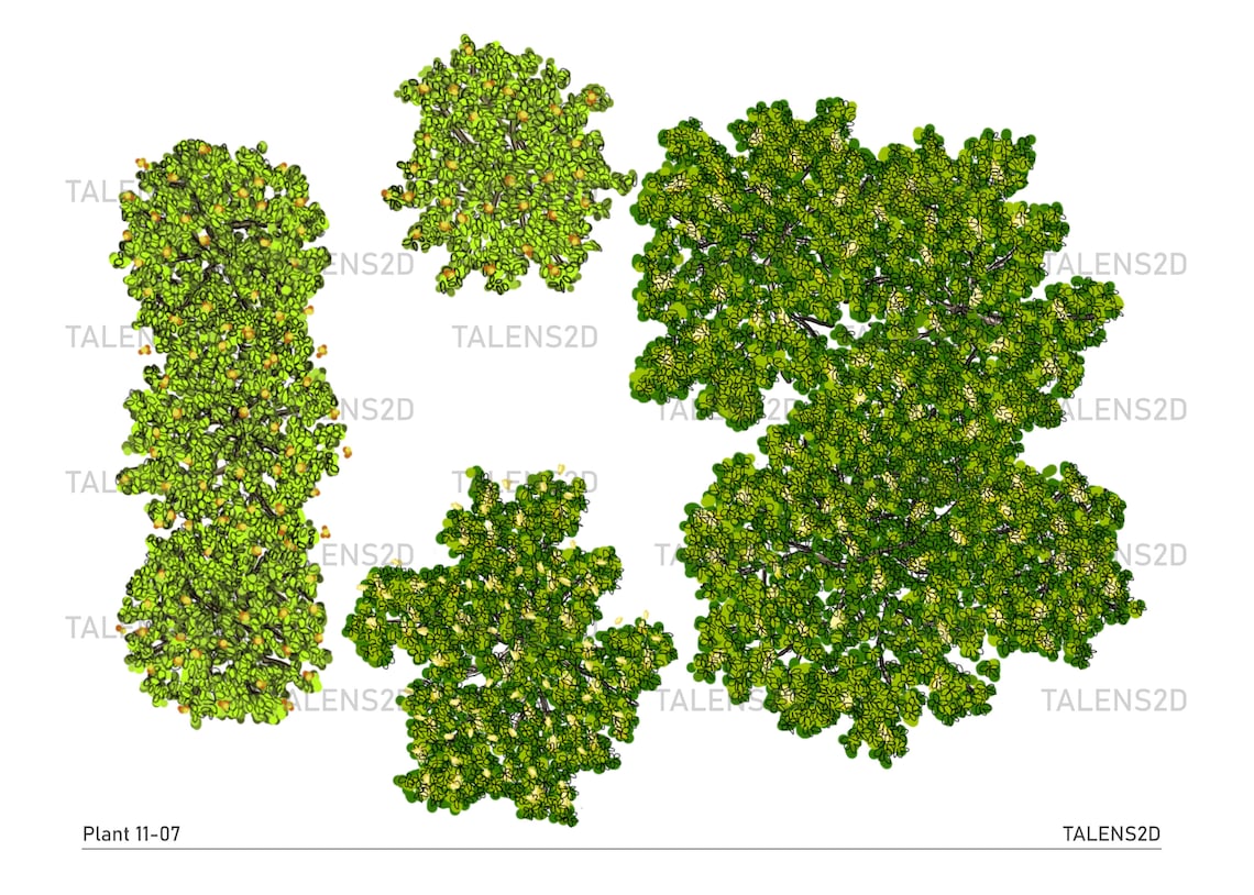 Plant Top View, 2D Landscape Clipart in PNG - Etsy