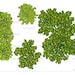 Plant Top View, 2D Landscape Clipart in PNG - Etsy