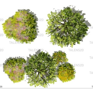 Tree Top View, 2D Landscape Clipart in PNG - Etsy