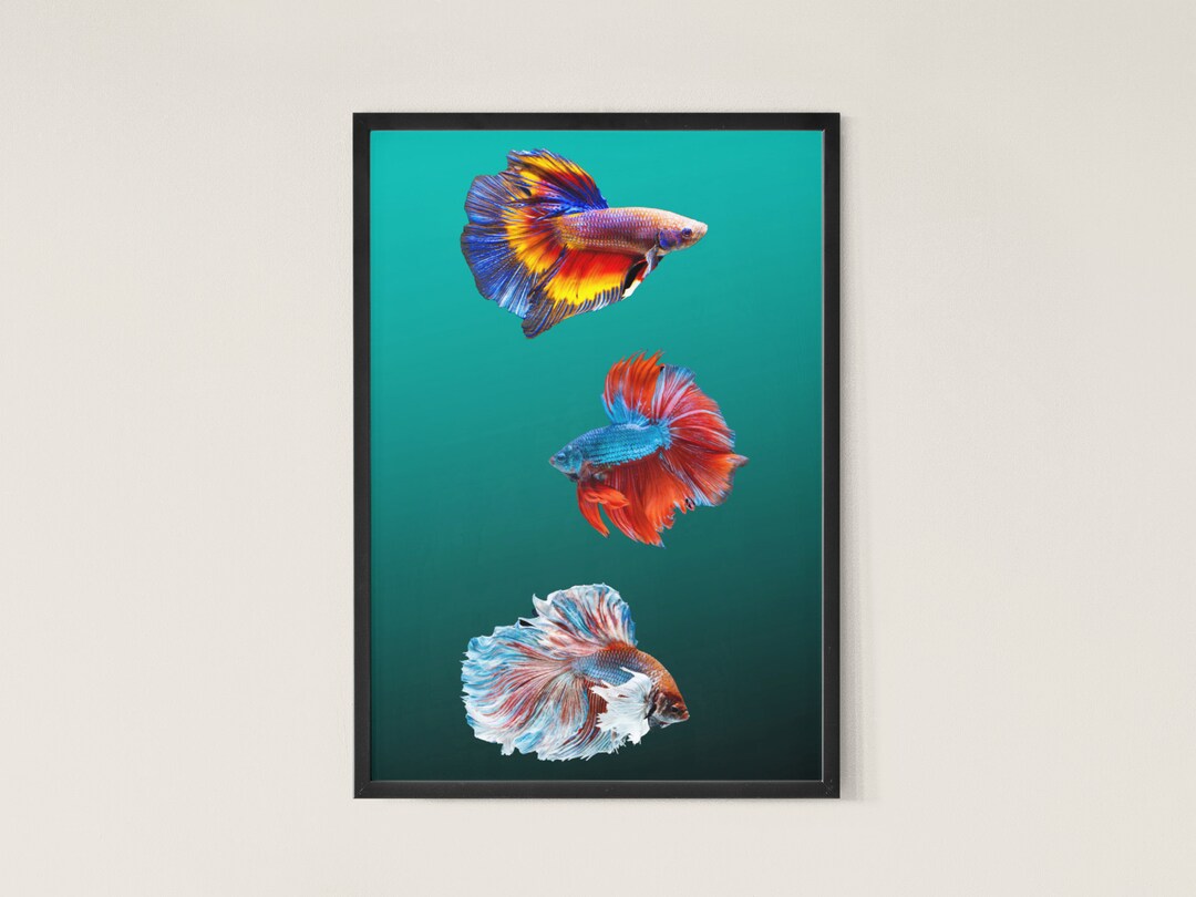 Siamese Fighting Fish, Giclée Art Print in High Resolution, High ...