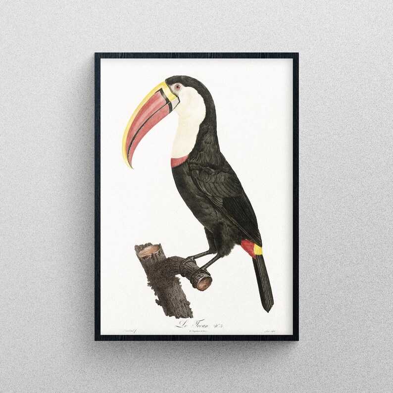 Toco Toucan Print in High Resolution by Jacques Barraband Bird Art ...