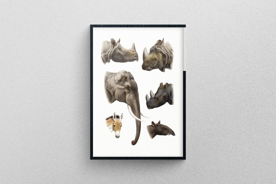 Vintage Animal Illustrations Poster | Art Print Study of Animals. - Etsy