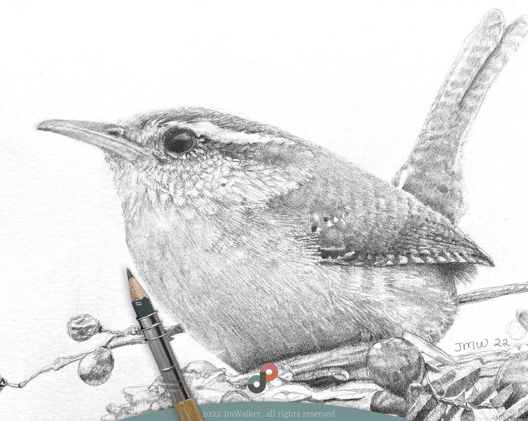 House Wren Original Pencil Drawing - Etsy