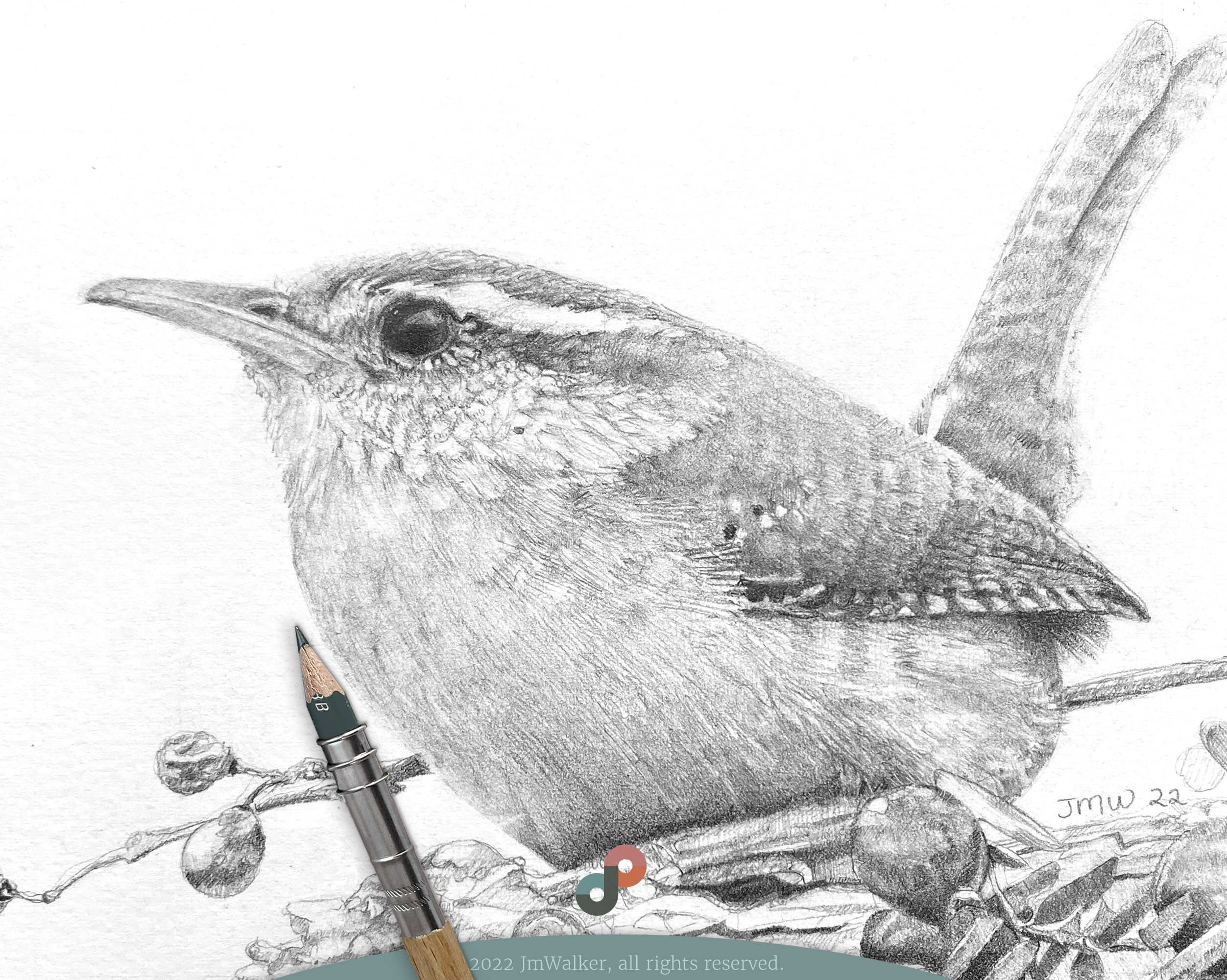 House Wren Original Pencil Drawing - Etsy
