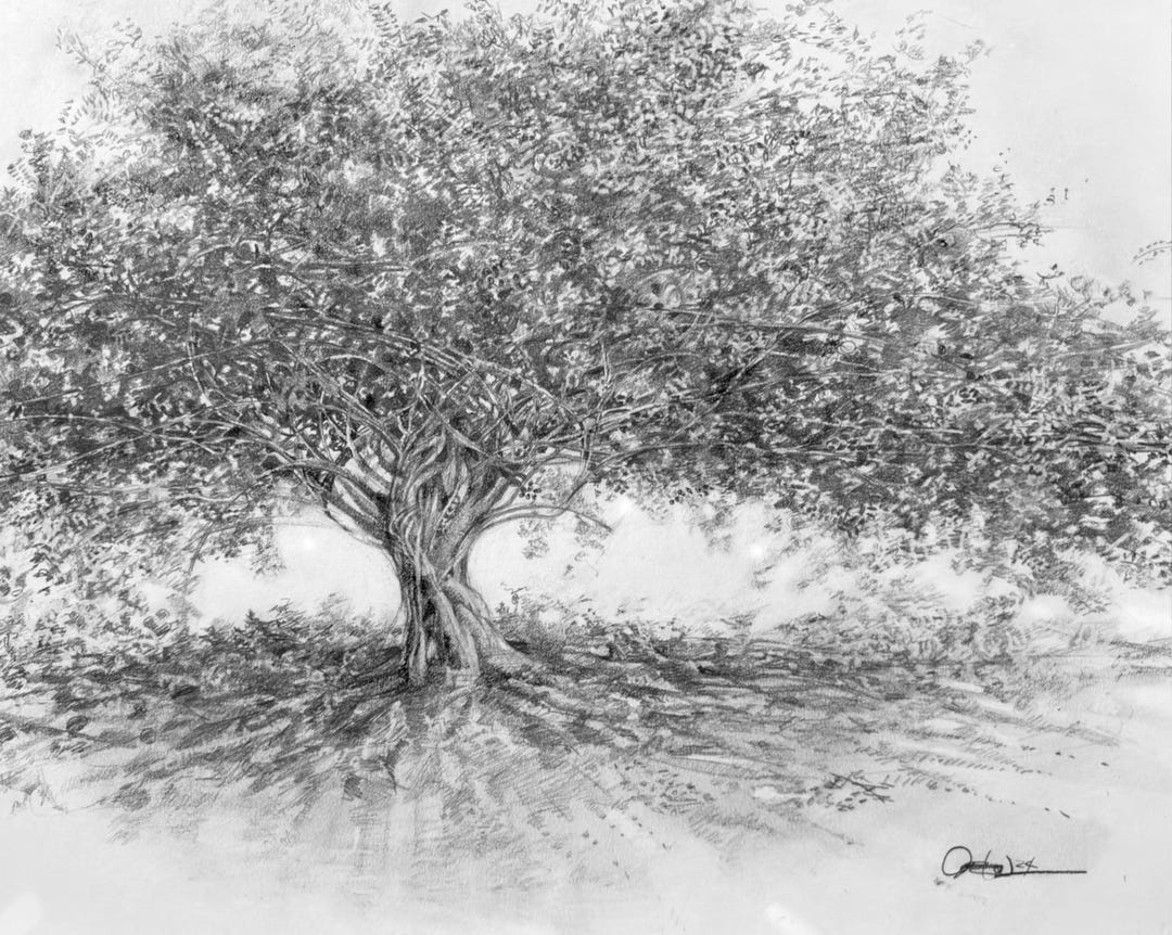 Wisteria Tree, Original Graphite Pencil Drawing. - Etsy