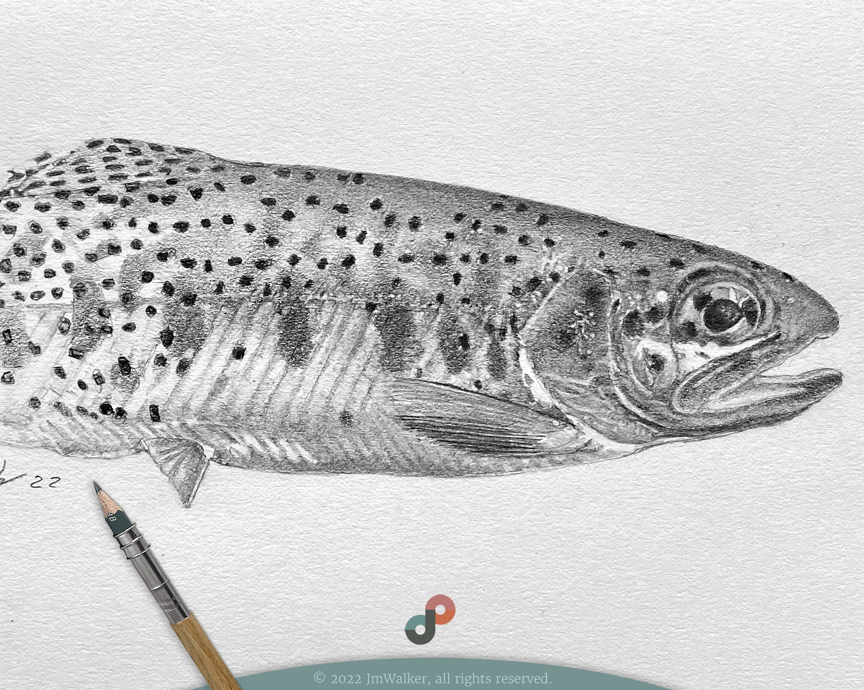 Cutthroat Trout Original Pencil Drawing - Etsy