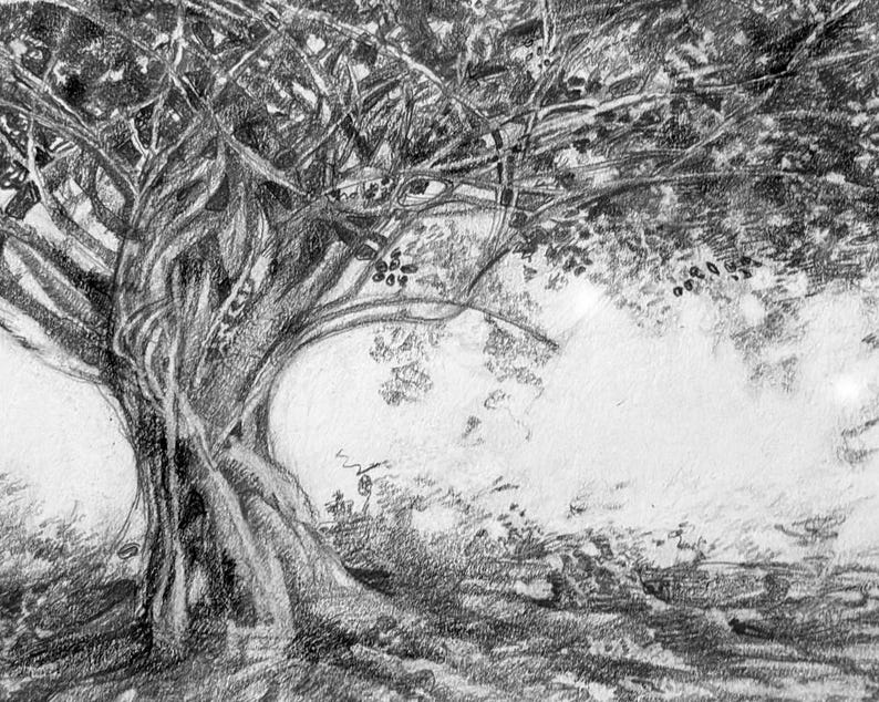 Wisteria Tree, Original Graphite Pencil Drawing. - Etsy