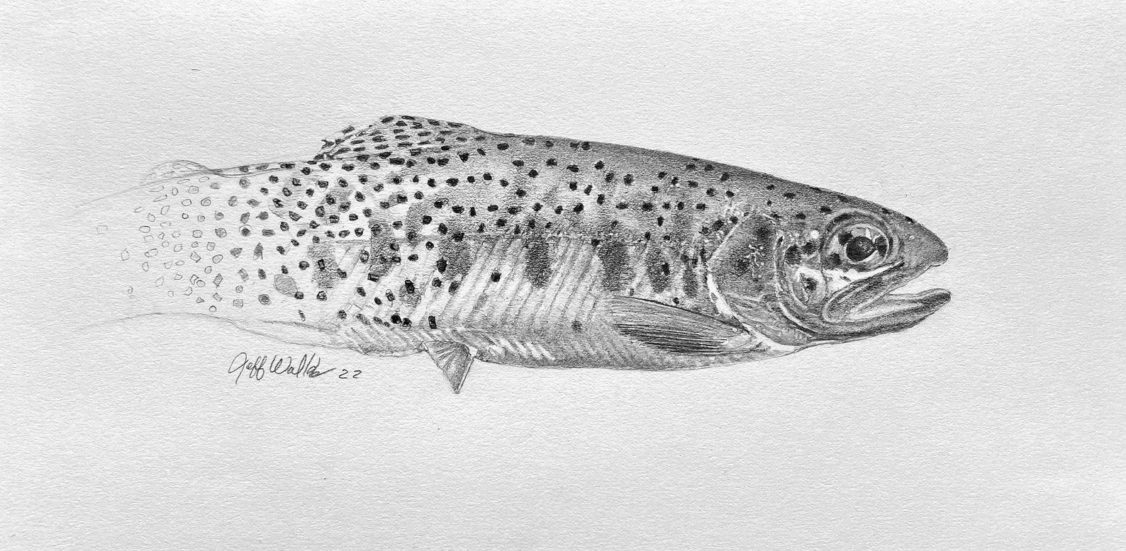 Cutthroat Trout Original Pencil Drawing - Etsy