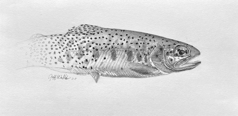 Cutthroat Trout Original Pencil Drawing - Etsy