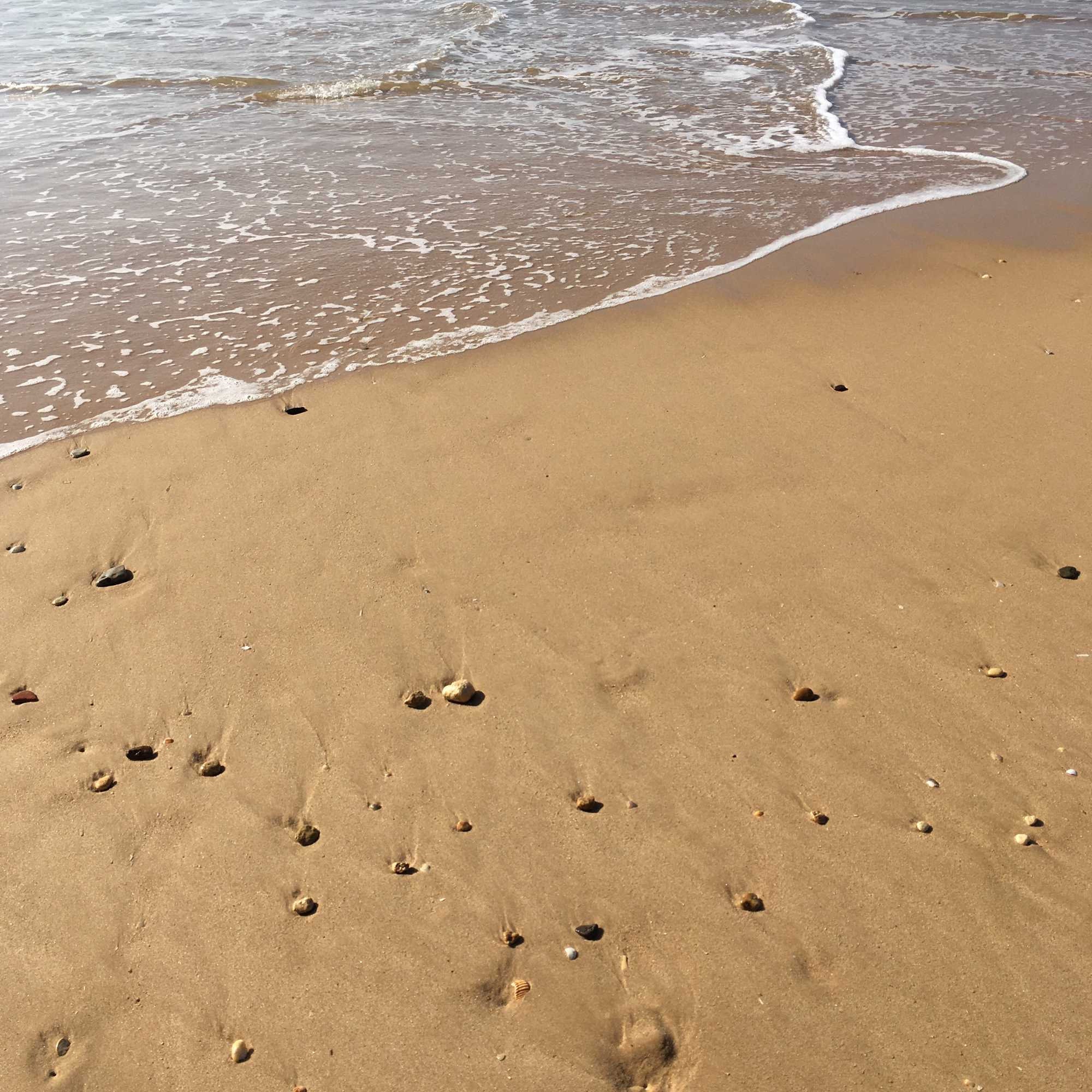 Belle partie de buccin coquillages coquillages de plage - Etsy France