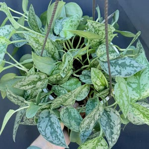 Silver Lady Scindapsus Pictus | Silver Satin Pothos | LIVE House Plant ...