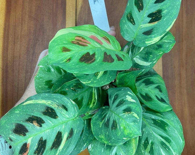 Beauty Kim Variegated Maranta Leuconeura Full 4" Pot | Var Rabbits Foot ...