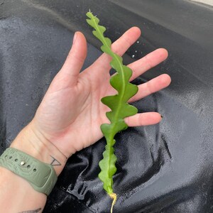 Ric Rac Cactus Epiphyllum Anguliger | Unrooted & Lightly Rooted Pads ...