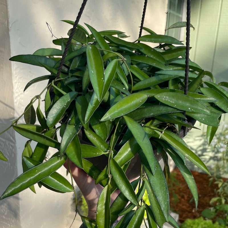 Hoya Wayetii Variegated - Etsy