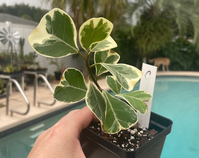 Ficus Triangularis Variegated 4" Pot | Starter Plant | Ships in Pot ...