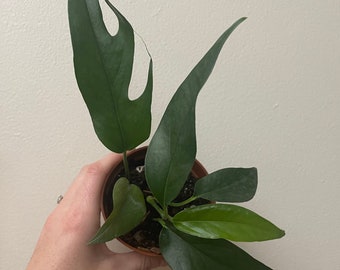 Skeleton Key Pothos Plant - Etsy