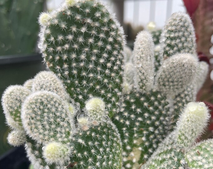 White Bunny Ears, Angel Wings Cactus Unrooted Pads | Opuntia ...
