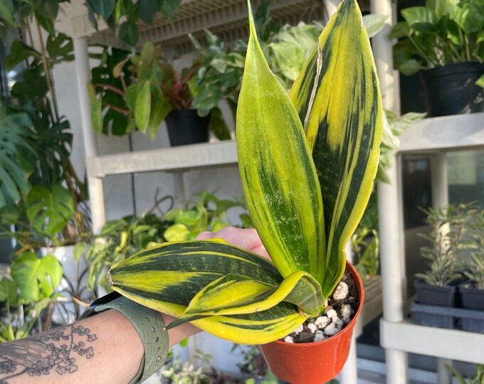 Gold Flame Sansevieria Variegated Snake Plant Mother in Law's Tongue ...