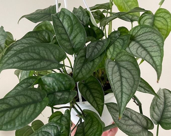 Monstera Siltepecana Silver Monstera RARE LIVE House Plant Nodes ...